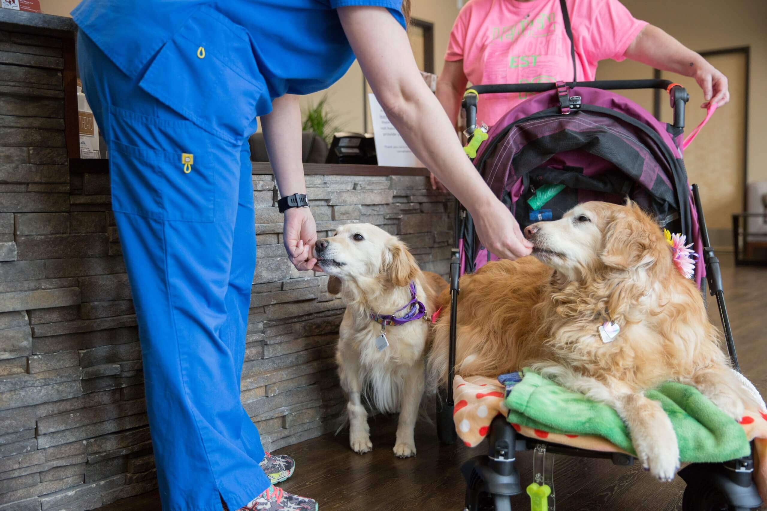 How to Perfect Your Dog’s Exercise Routine - Lakefield Kingsland Vet